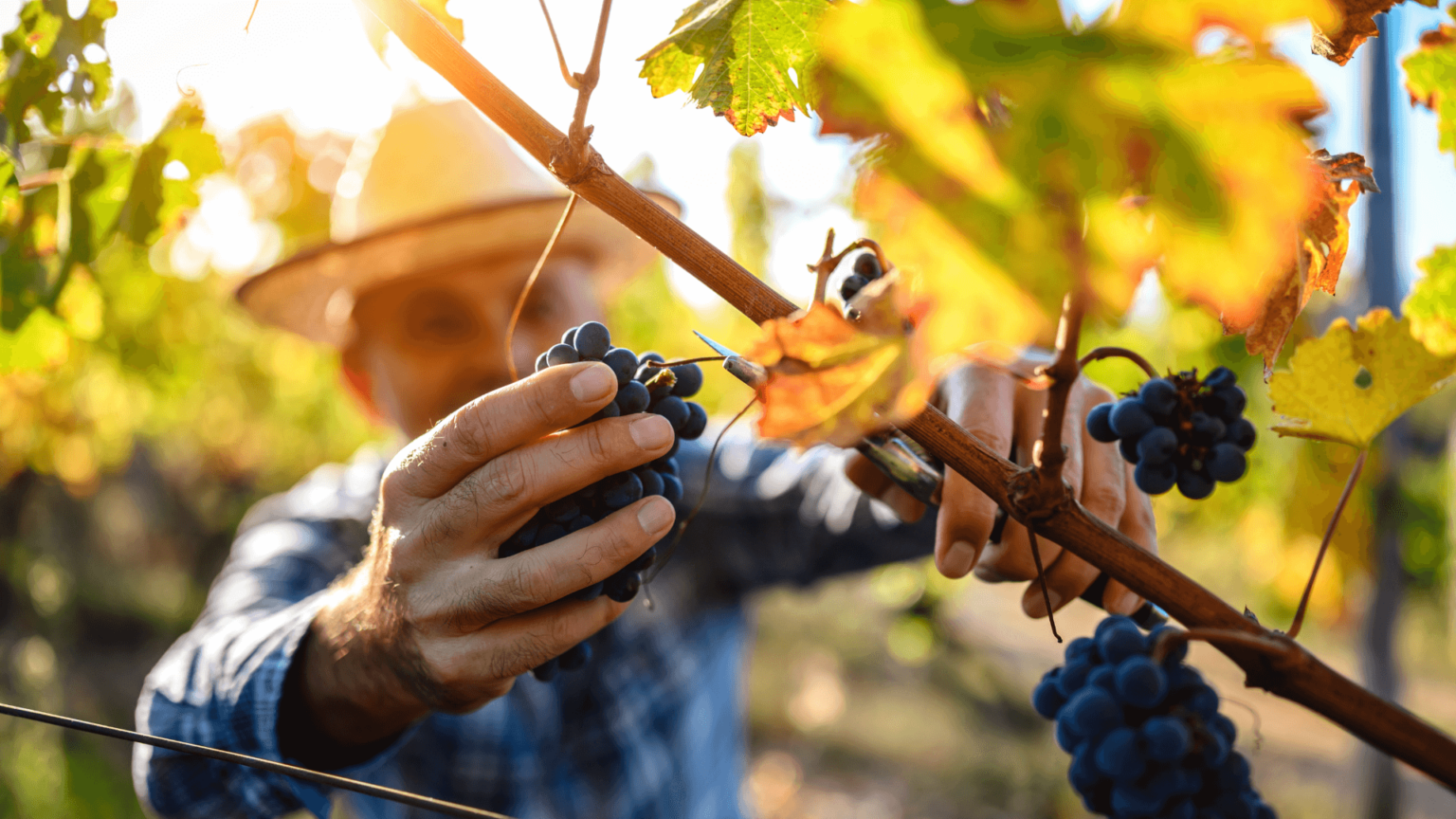 Ultimate Guide to Red Wine for Enthusiasts | Wine Club