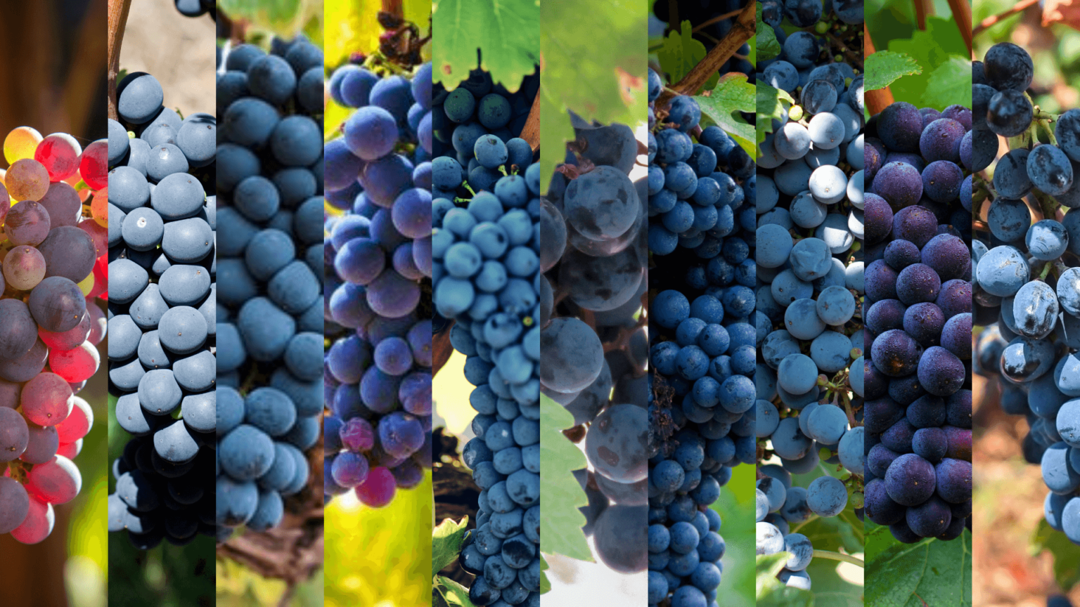 Ultimate Guide to Rosé Wine for Enthusiasts | Wine Club