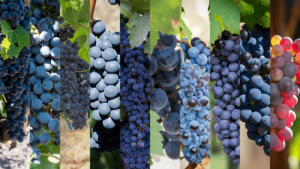 Ultimate Guide to Red Wine for Enthusiasts | Wine Club