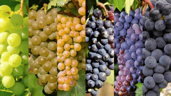 Explore Wine Flavors: Ultimate Guide to Wine Flavor Profiles